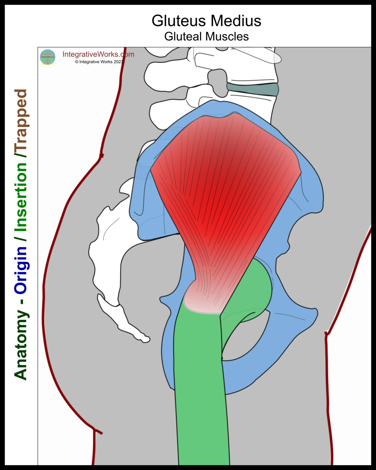 Gluteus Medius- Functional Anatomy - Integrative Works