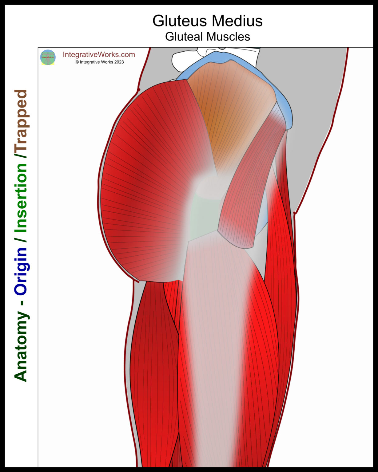 Gluteus Medius- Functional Anatomy - Integrative Works