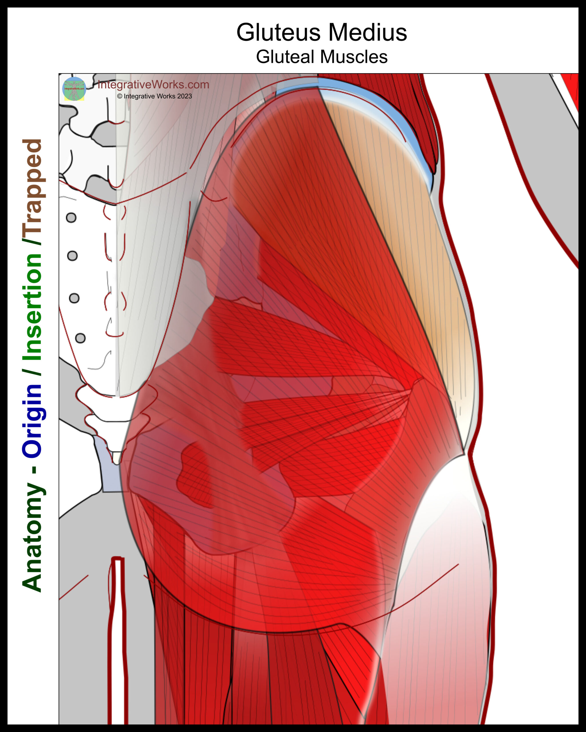 Gluteus Medius- Functional Anatomy - Integrative Works