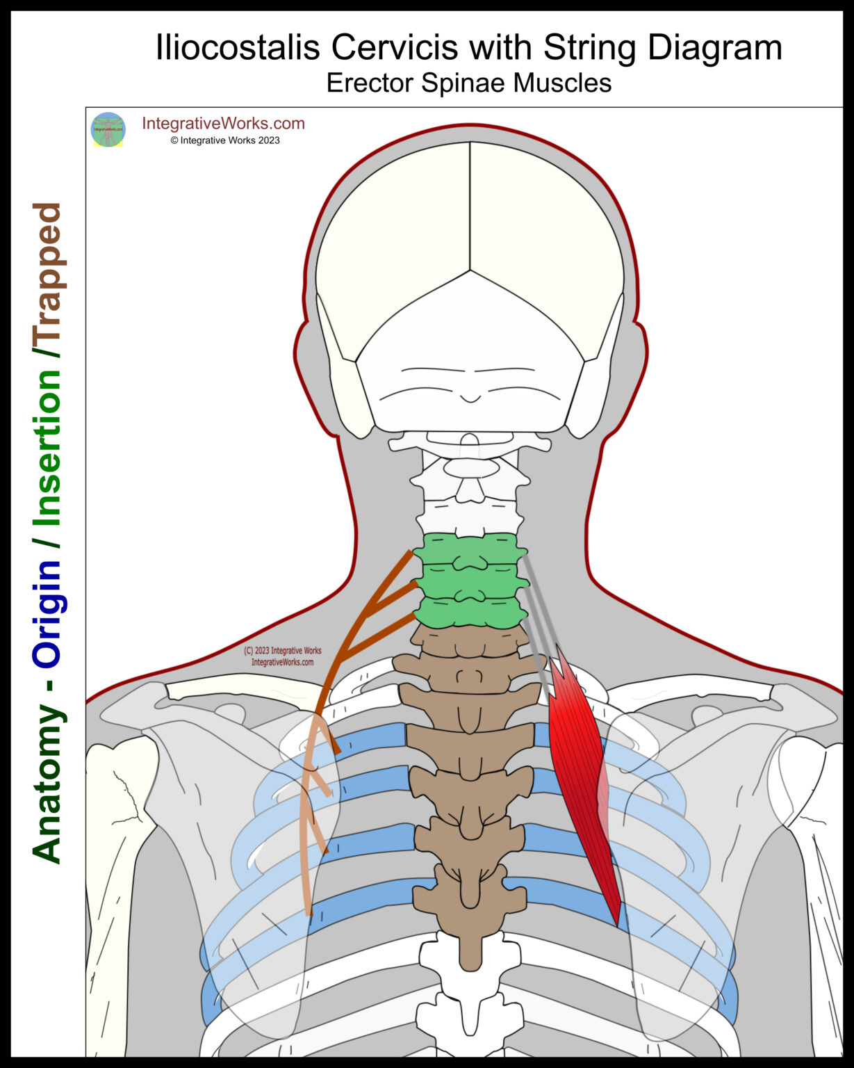 Iliocostalis - Functional Anatomy - Integrative Works