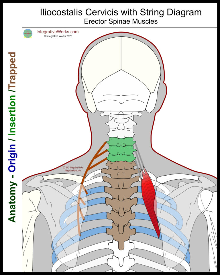 Iliocostalis - Functional Anatomy - Integrative Works