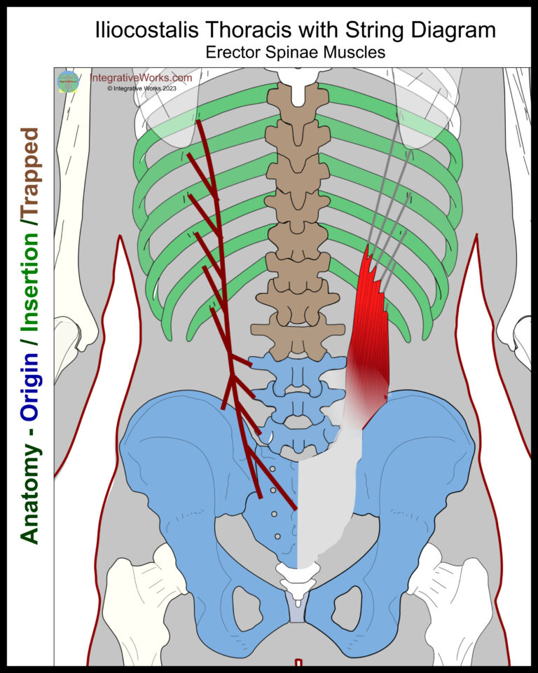 Iliocostalis - Functional Anatomy - Integrative Works