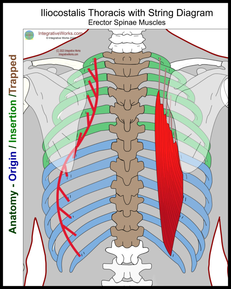 Iliocostalis - Functional Anatomy - Integrative Works