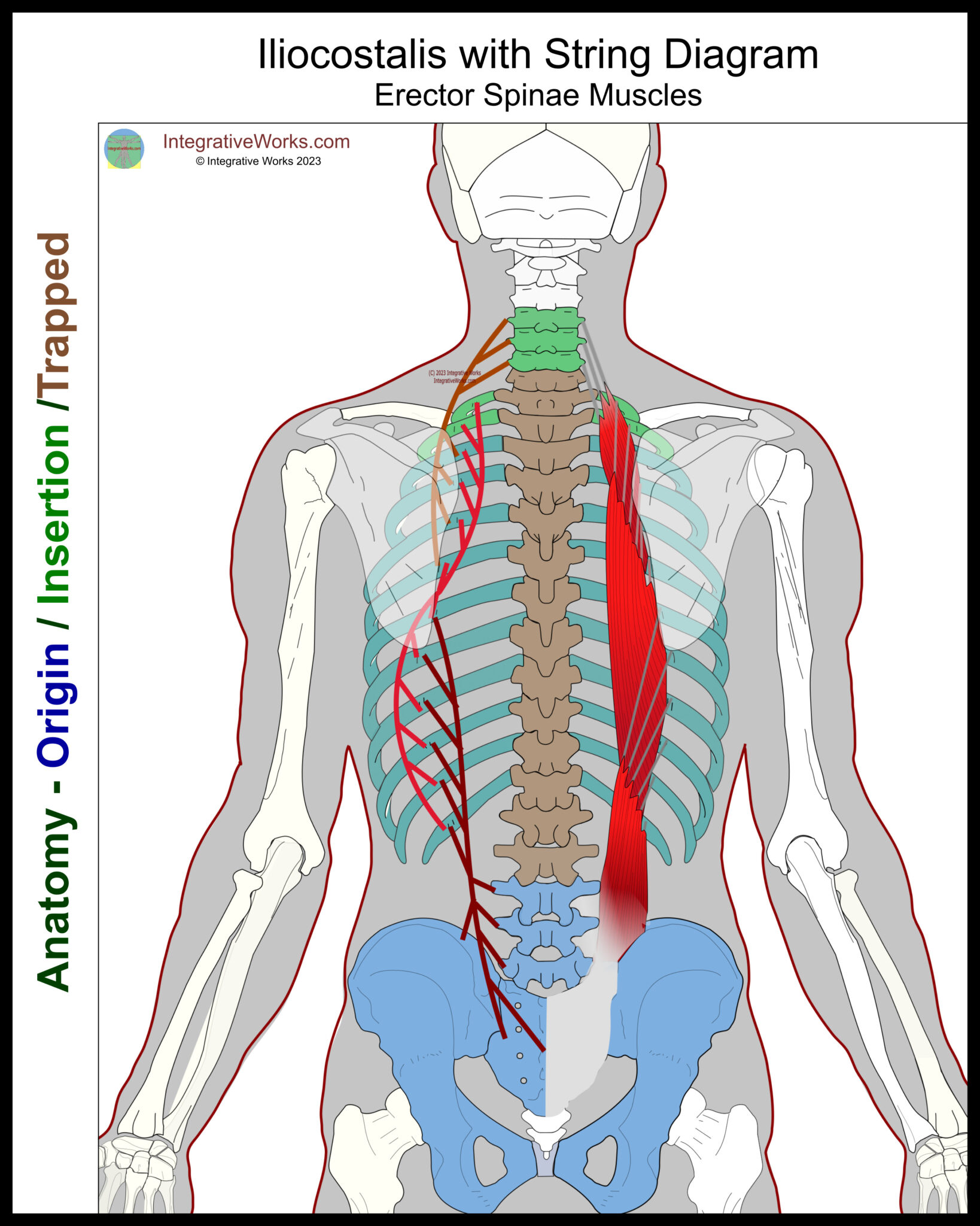 Iliocostalis - Functional Anatomy - Integrative Works