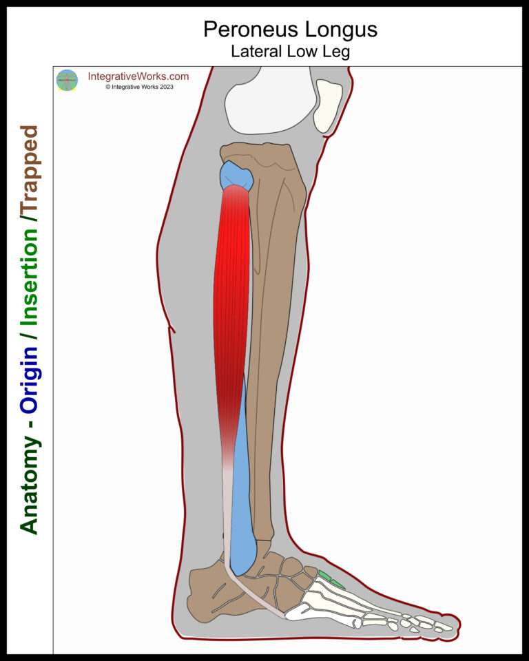 Peroneus Longus - Functional Anatomy - Integrative Works