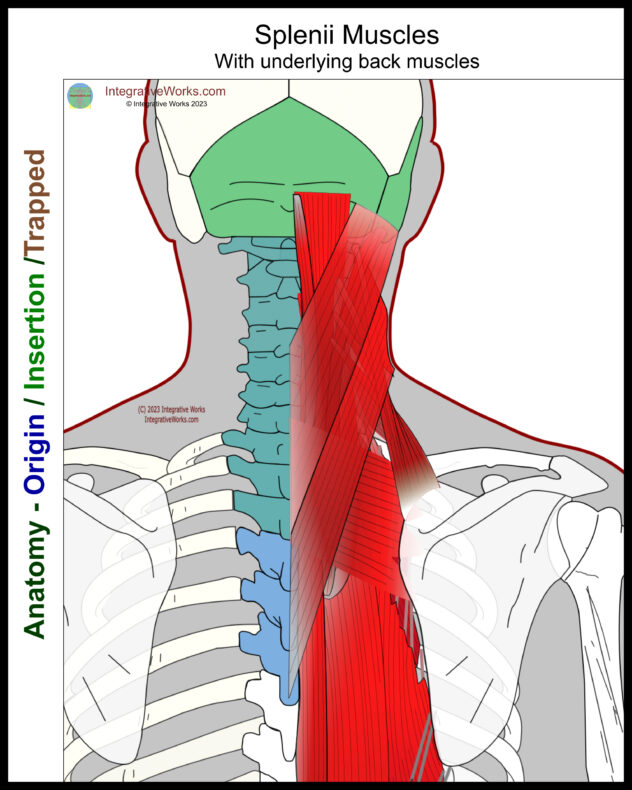Splenius Cervicis - Functional Anatomy - Integrative Works