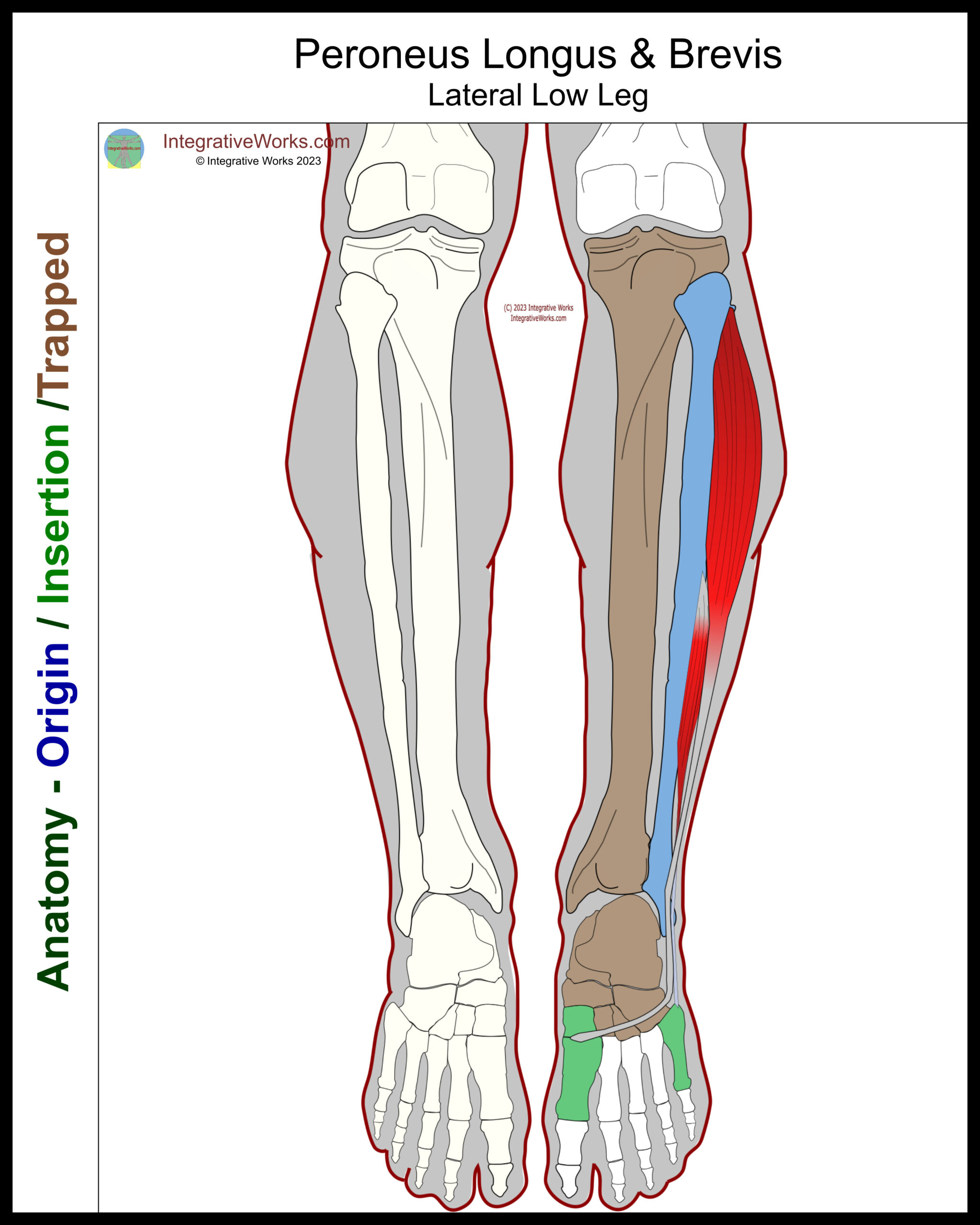 Peroneus Longus - Functional Anatomy - Integrative Works