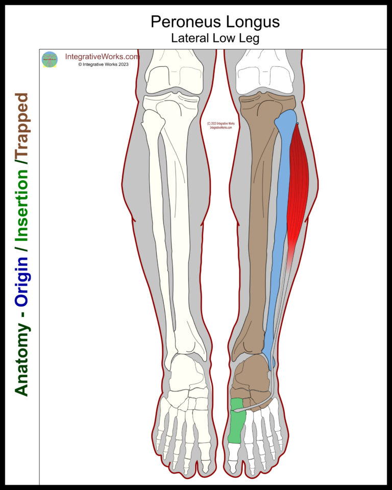 Peroneus Longus - Functional Anatomy - Integrative Works