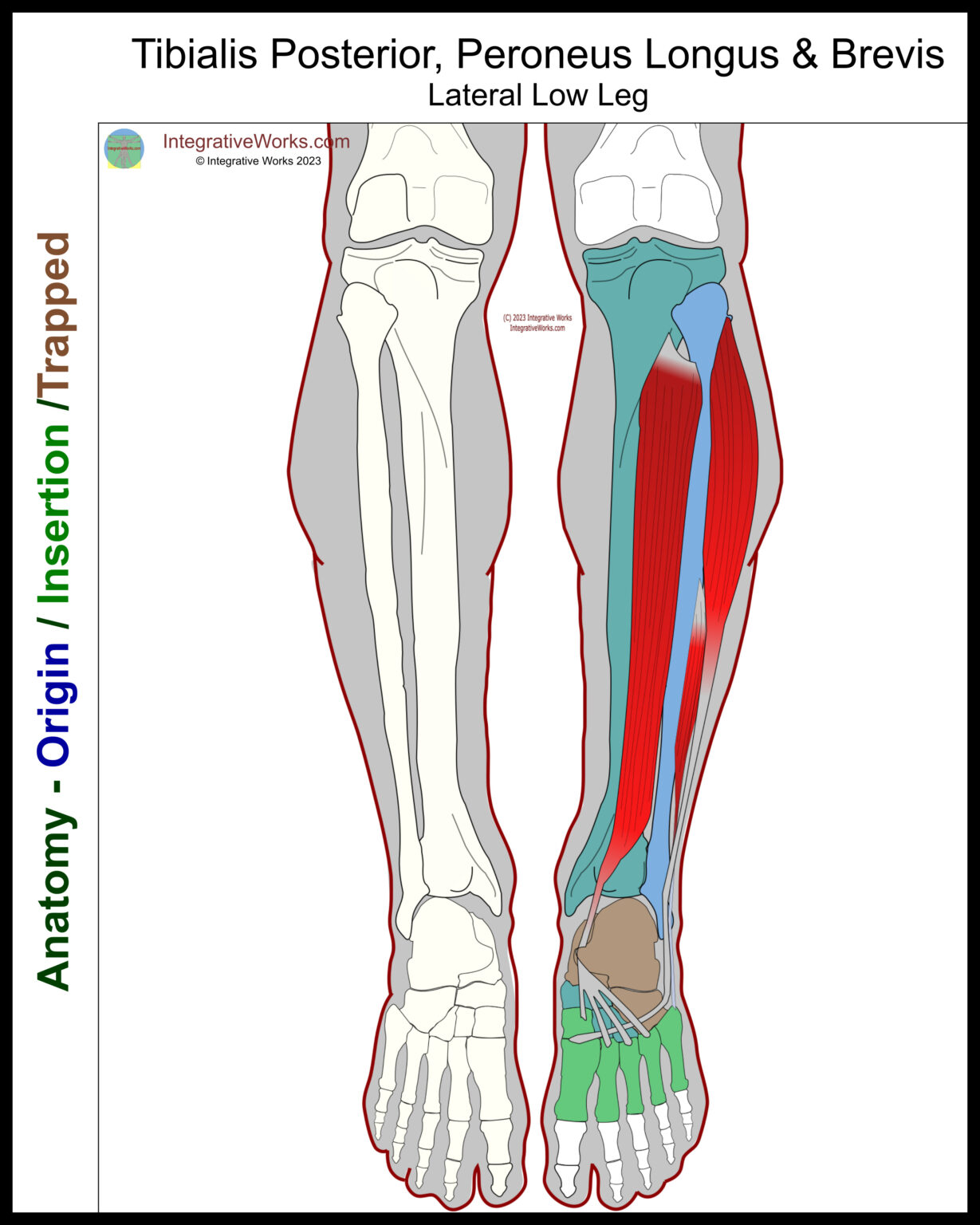 Peroneus Longus - Functional Anatomy - Integrative Works