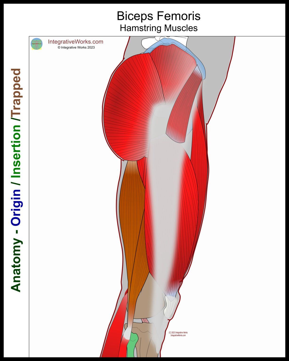 Biceps Femoris - Functional Anatomy - Integrative Works