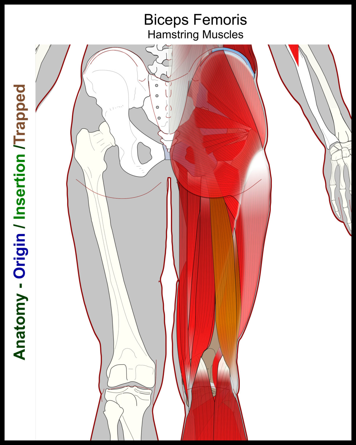 Biceps Femoris - Functional Anatomy - Integrative Works