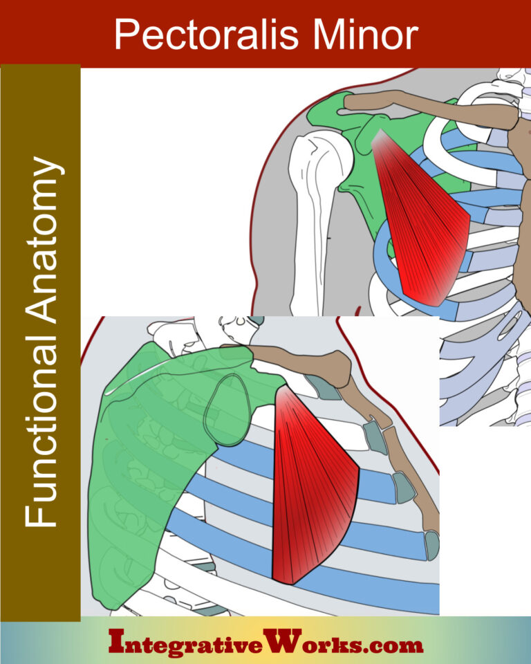 Pectoralis Minor - Functional Anatomy - Integrative Works