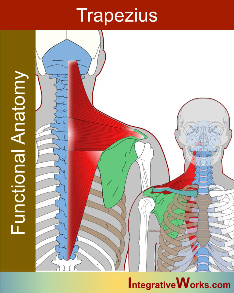 Trapezius - Functional Anatomy - Integrative Works