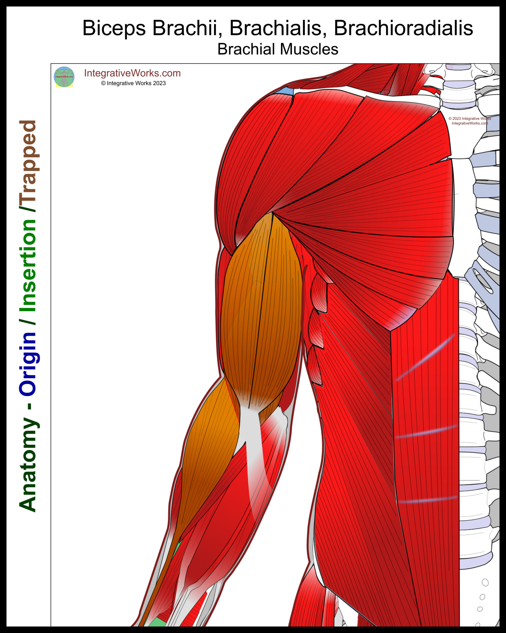 Biceps Brachii - Functional Anatomy - Integrative Works