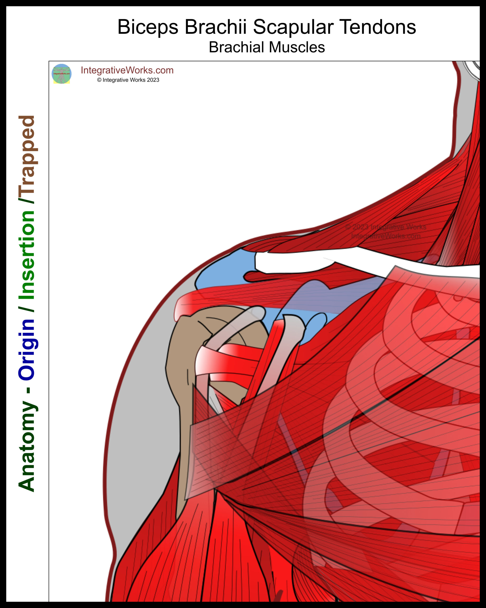 Biceps Brachii - Functional Anatomy - Integrative Works