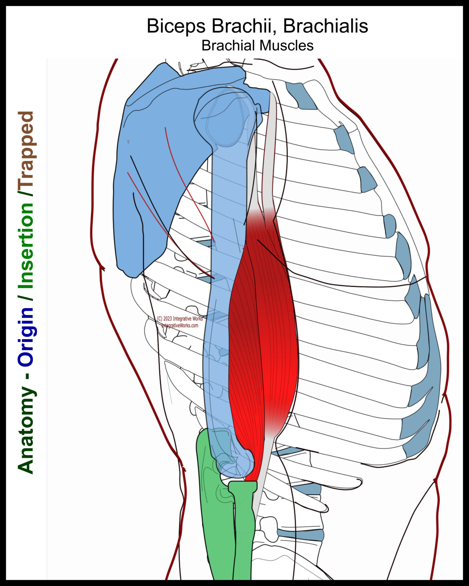 Biceps Brachii - Functional Anatomy - Integrative Works