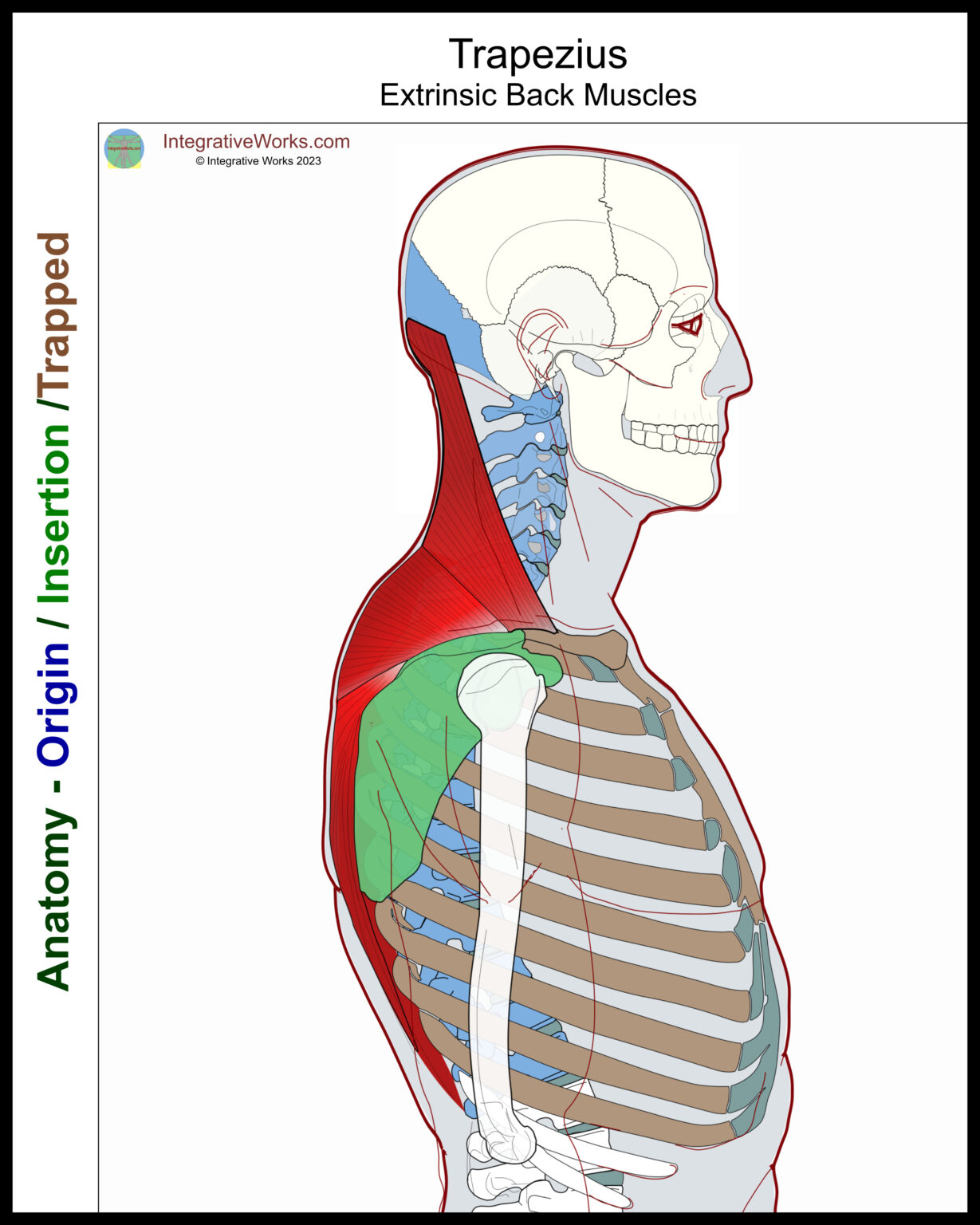 Trapezius - Functional Anatomy - Integrative Works