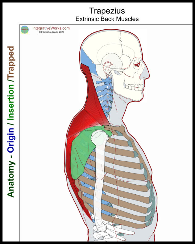 Trapezius - Functional Anatomy - Integrative Works
