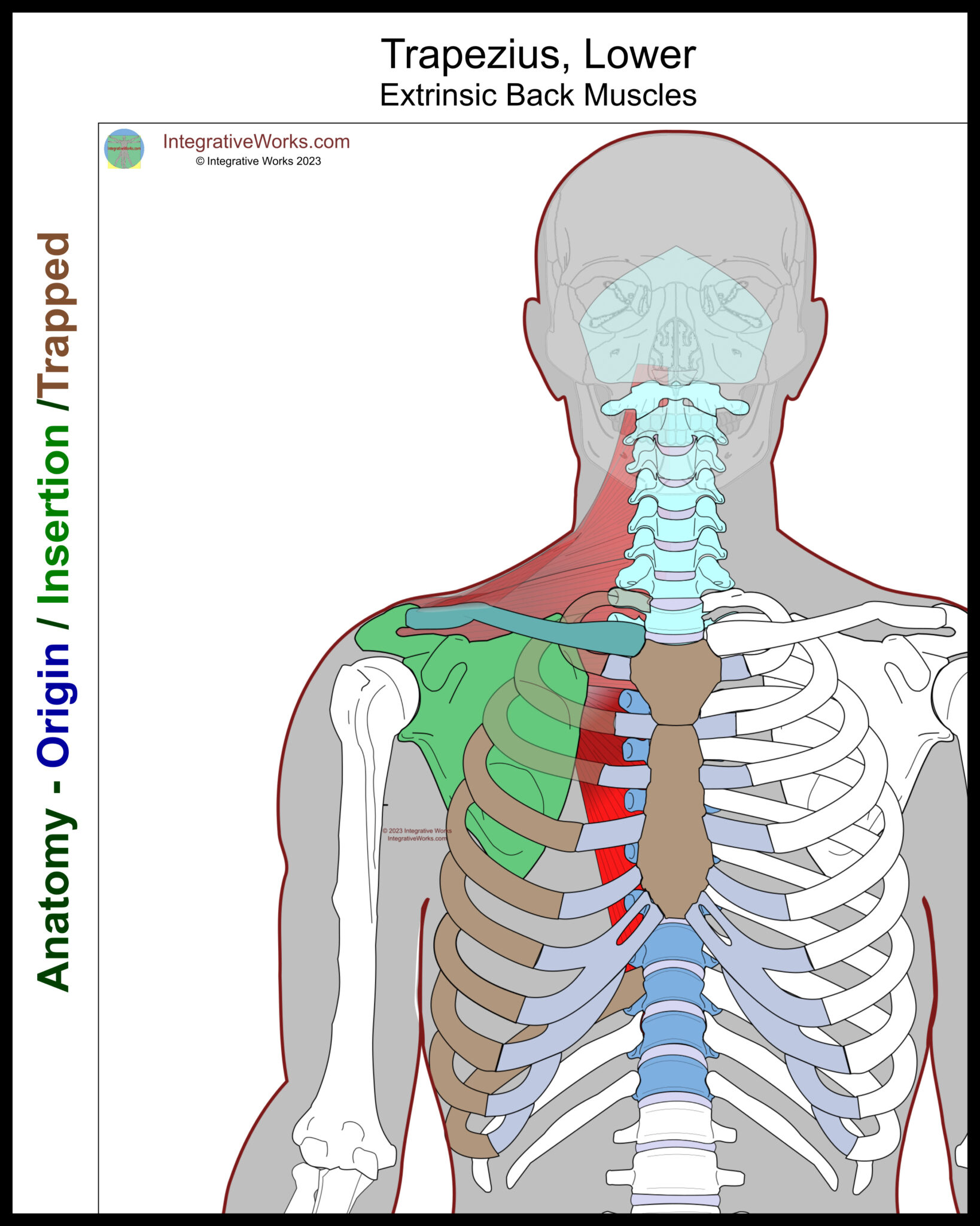 Trapezius - Functional Anatomy - Integrative Works