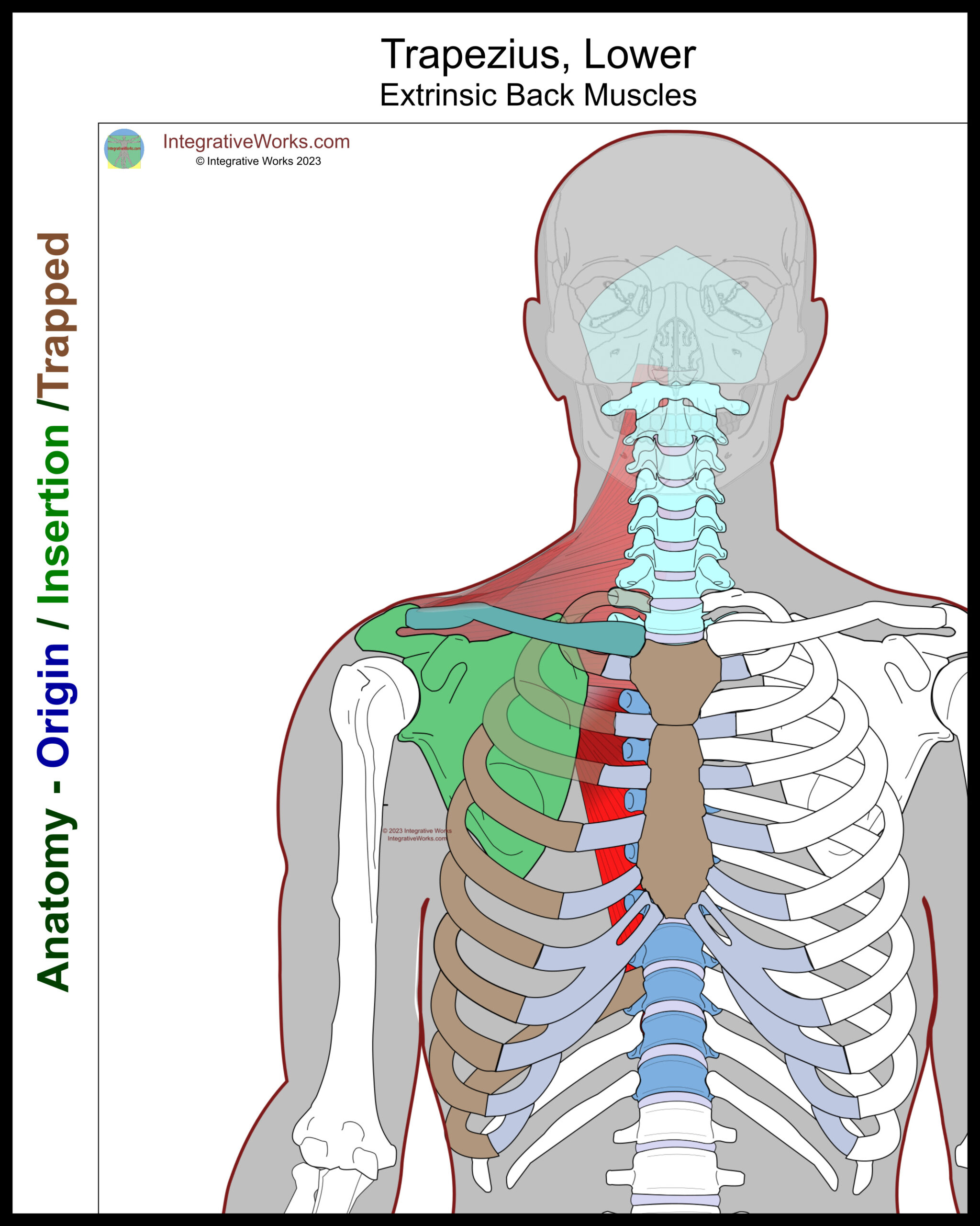 Trapezius - Functional Anatomy - Integrative Works