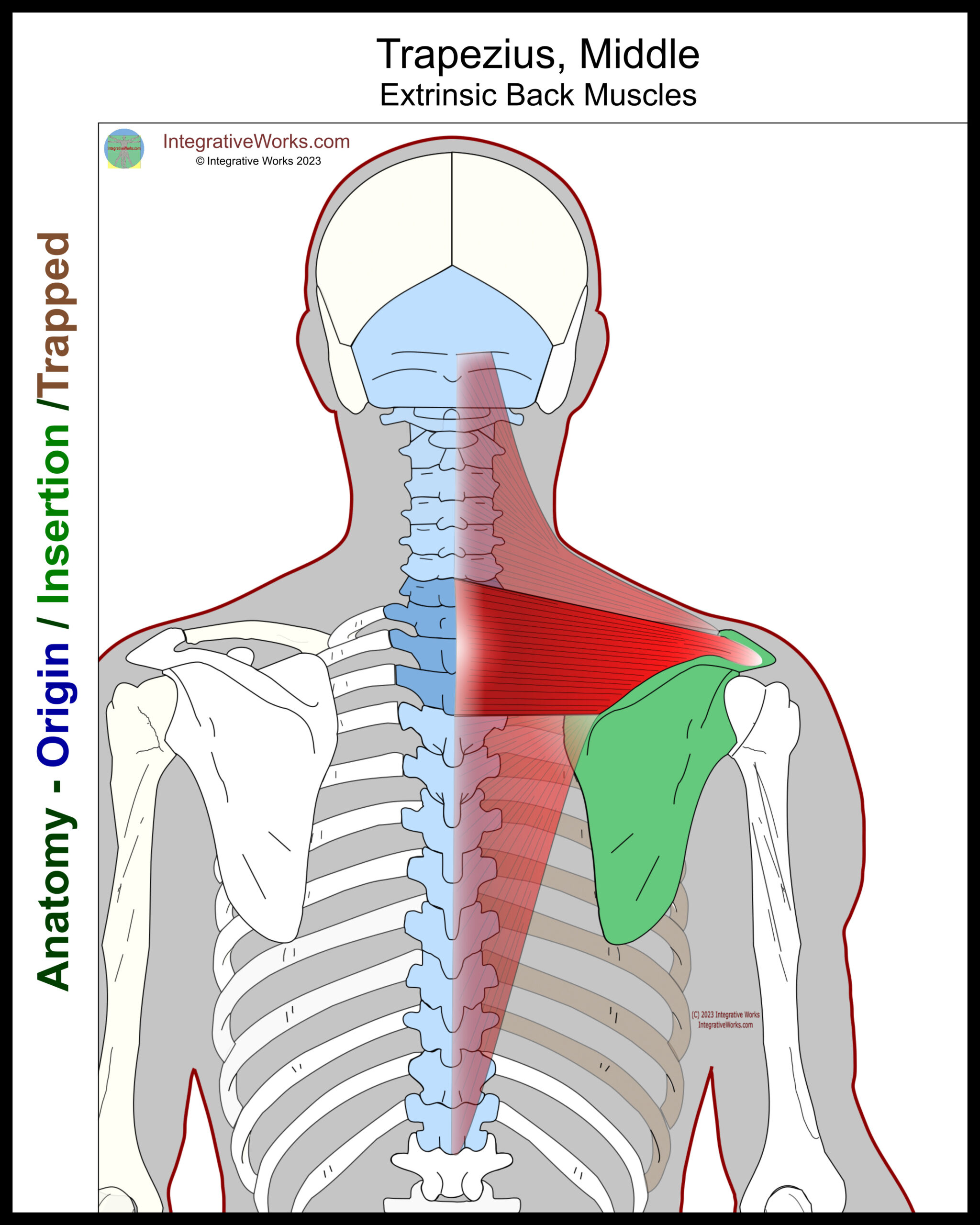 Trapezius - Functional Anatomy - Integrative Works