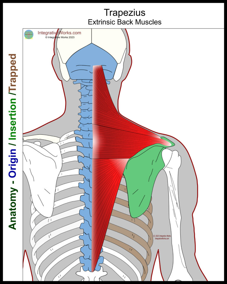 Trapezius - Functional Anatomy - Integrative Works