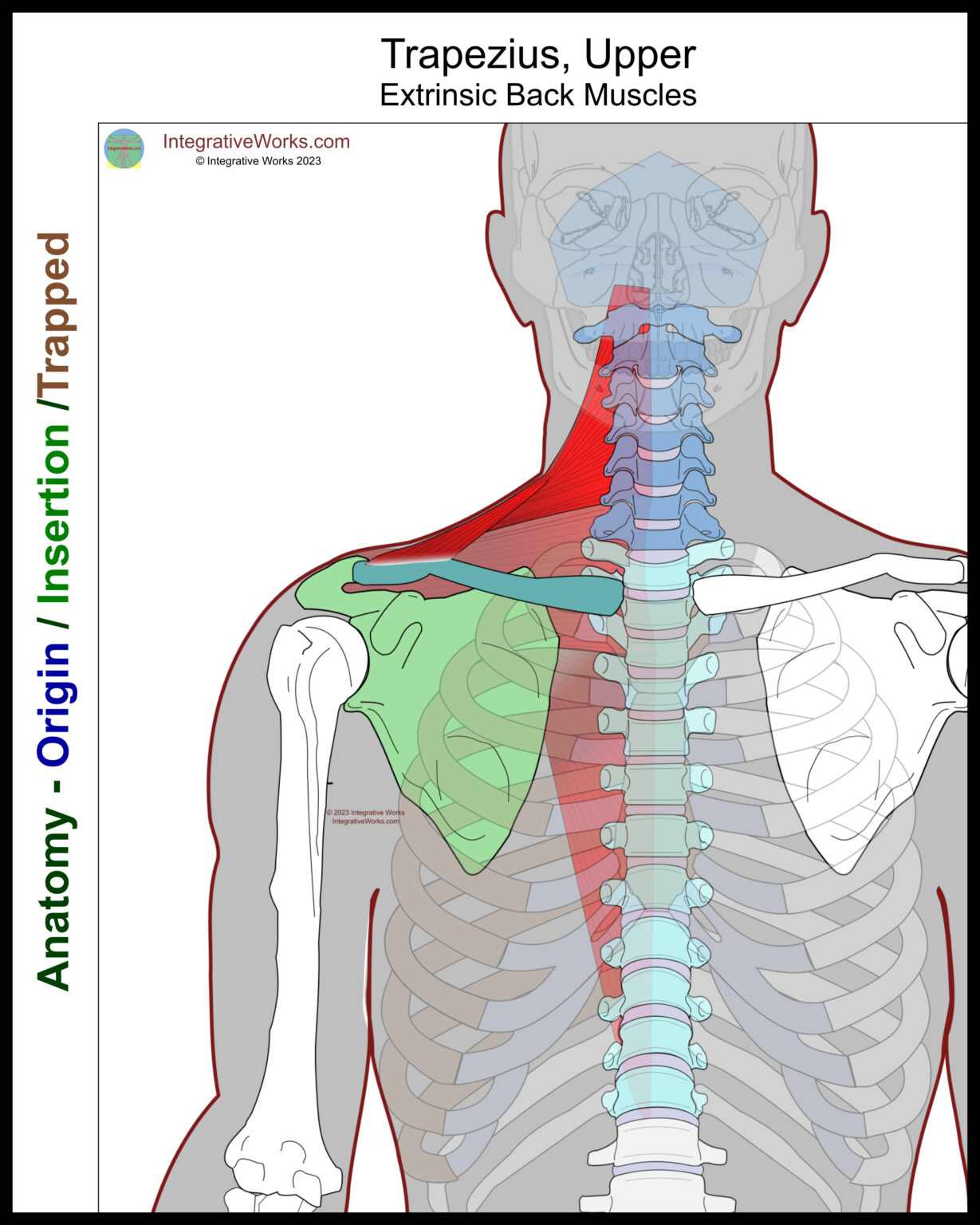 Trapezius - Functional Anatomy - Integrative Works