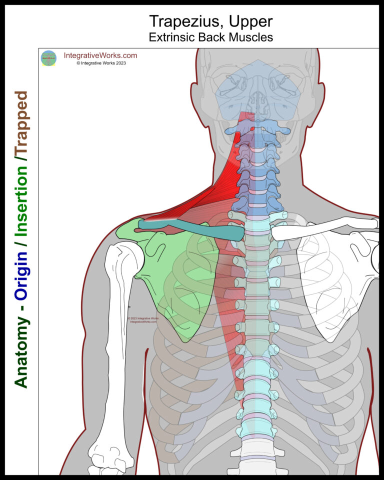 Trapezius - Functional Anatomy - Integrative Works