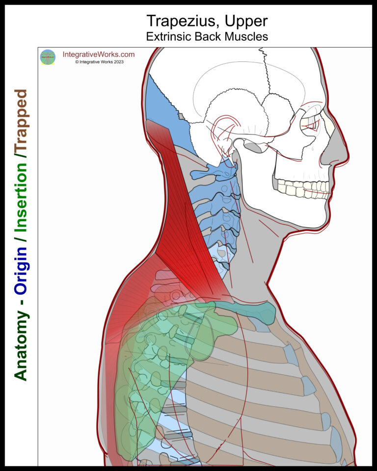 Trapezius - Functional Anatomy - Integrative Works