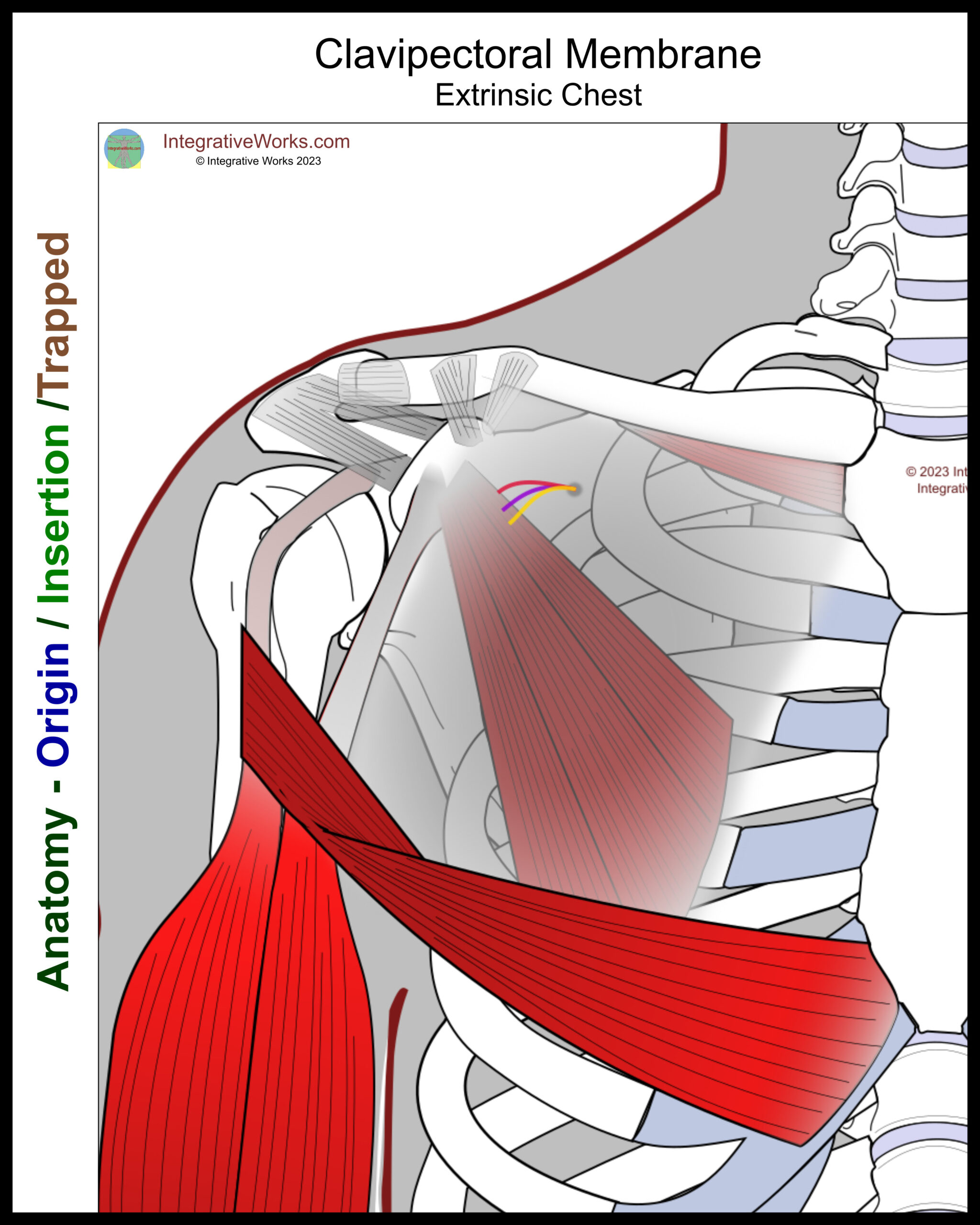Pectoralis Minor - Functional Anatomy - Integrative Works
