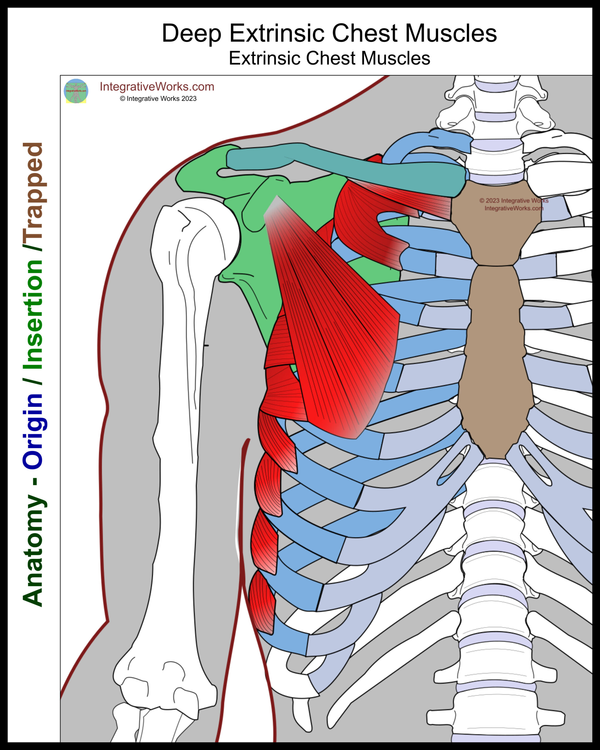 Serratus Anterior - Functional Anatomy - Integrative Works