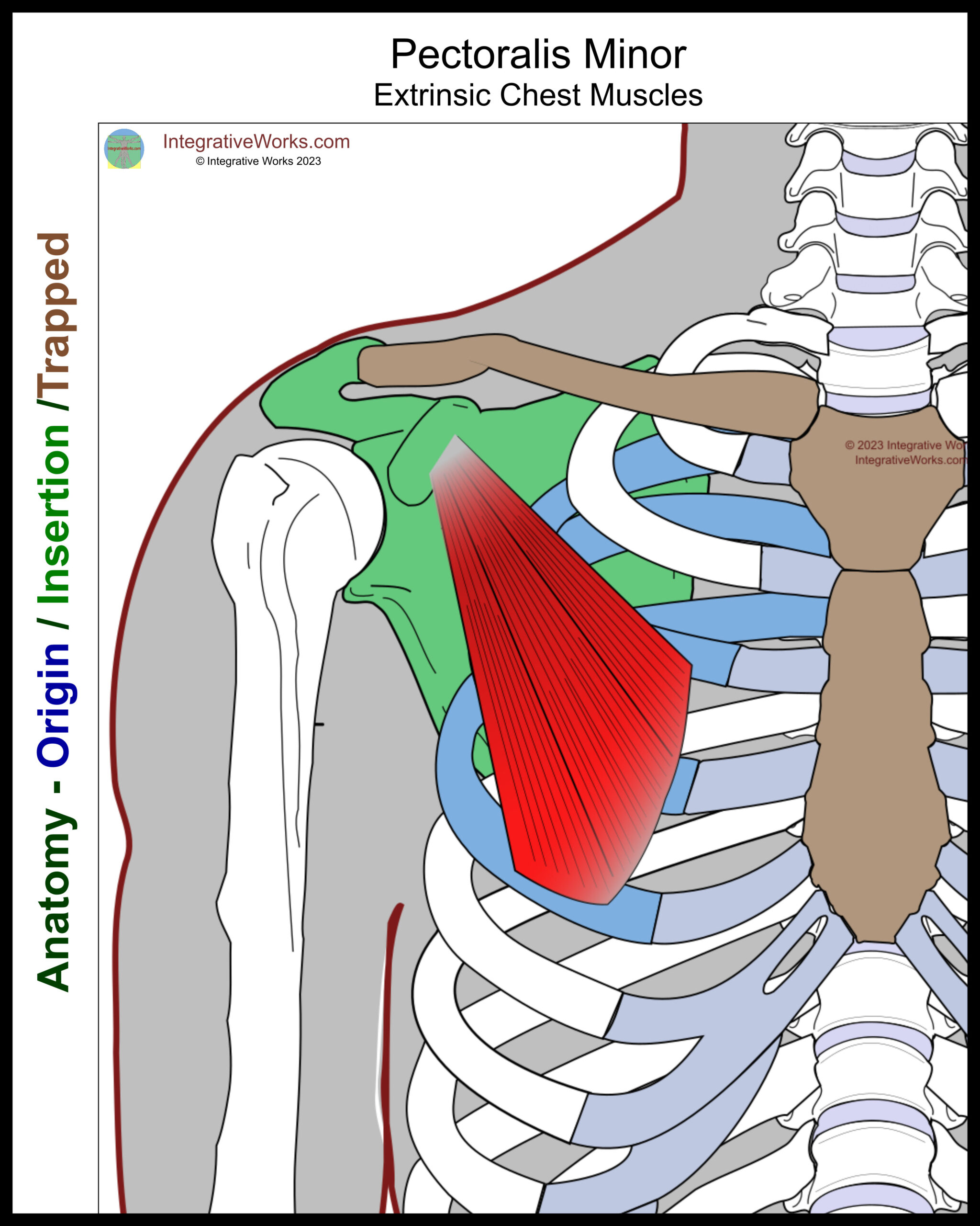 Pectoralis Minor - Functional Anatomy - Integrative Works