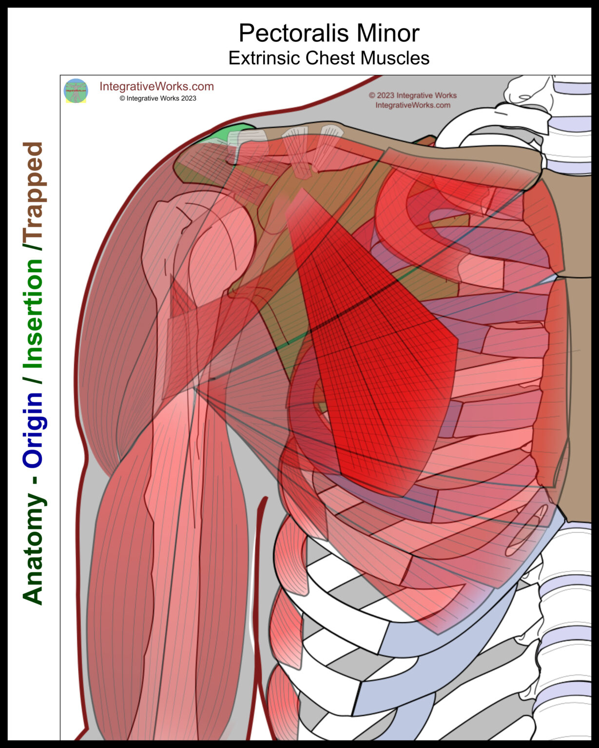Pectoralis Minor - Functional Anatomy - Integrative Works