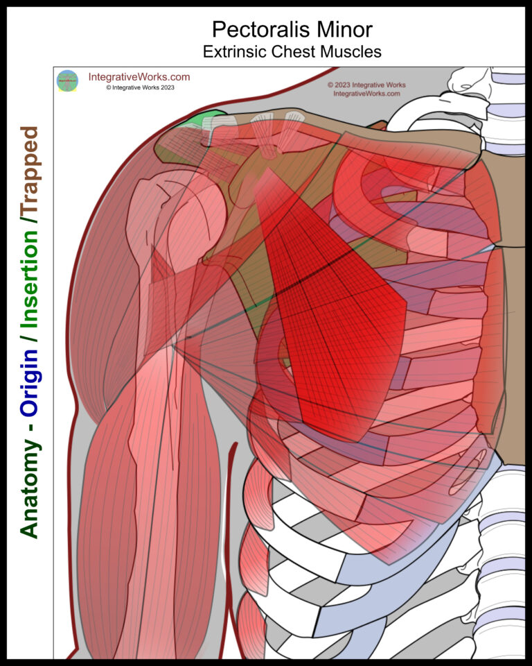 Pectoralis Minor - Functional Anatomy - Integrative Works