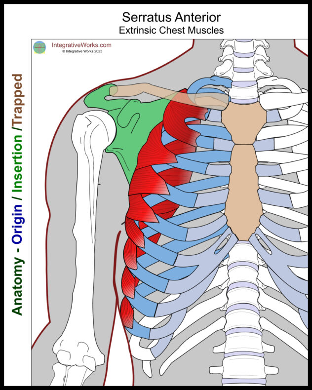 Serratus Anterior - Functional Anatomy - Integrative Works