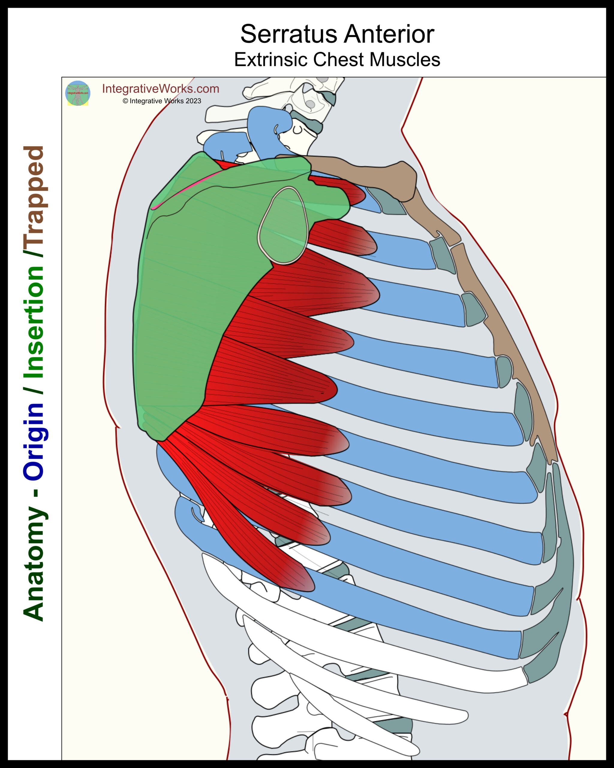 Serratus Anterior - Functional Anatomy - Integrative Works