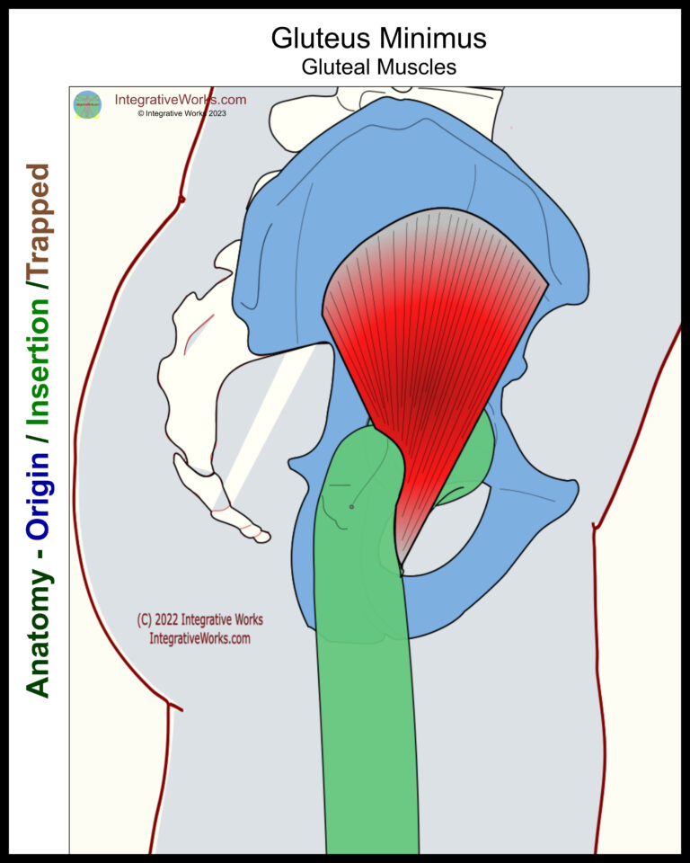 Trigger Points and The Cramping Hamstring - Integrative Works