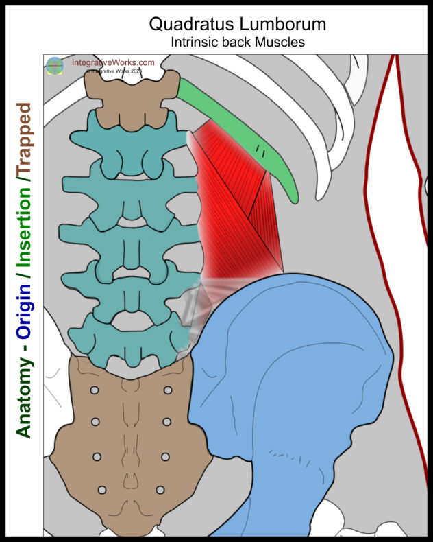 Quadratus Lumborum - Functional Anatomy - Integrative Works