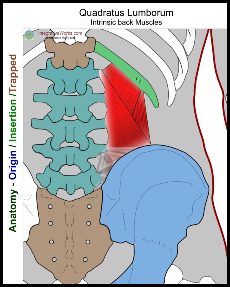 Quadratus Lumborum - Functional Anatomy - Integrative Works