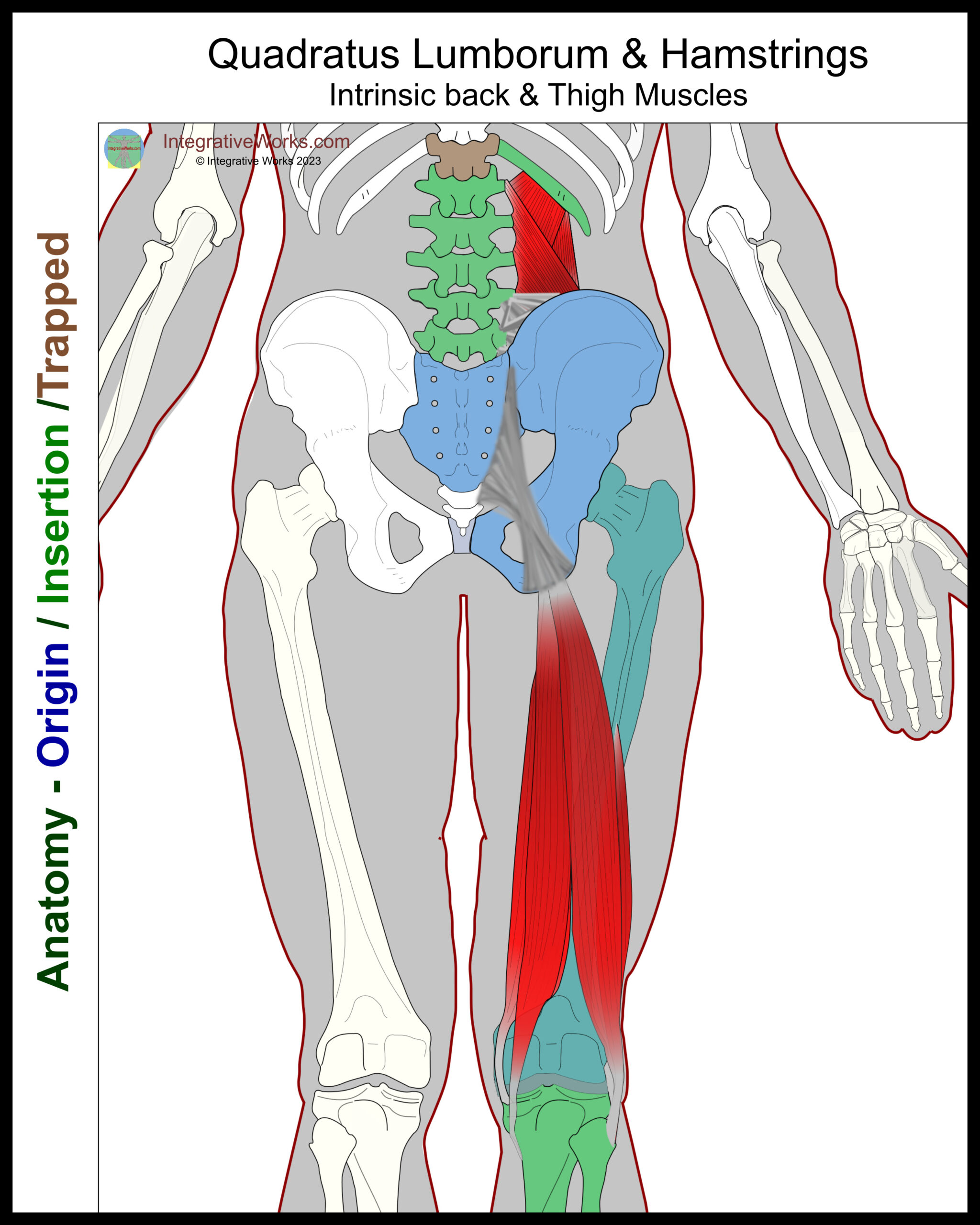 Biceps Femoris - Functional Anatomy - Integrative Works