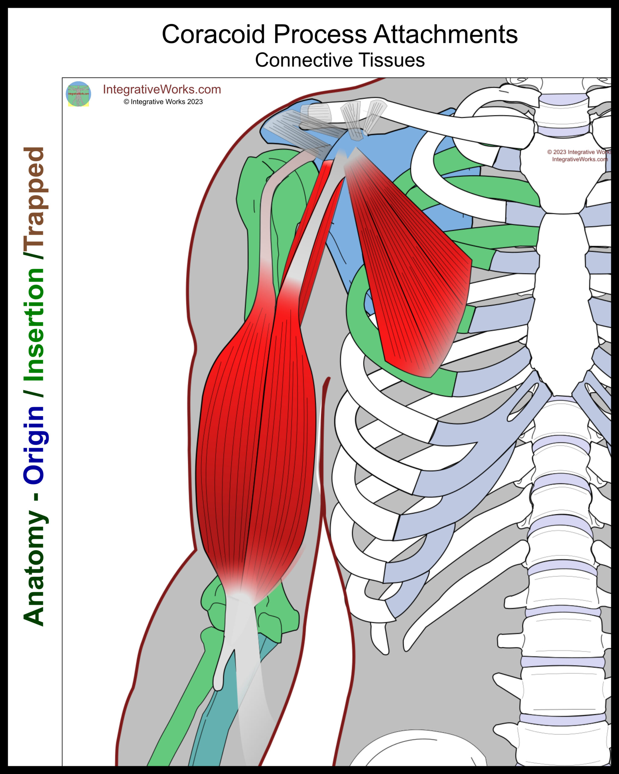 Pectoralis Minor - Functional Anatomy - Integrative Works