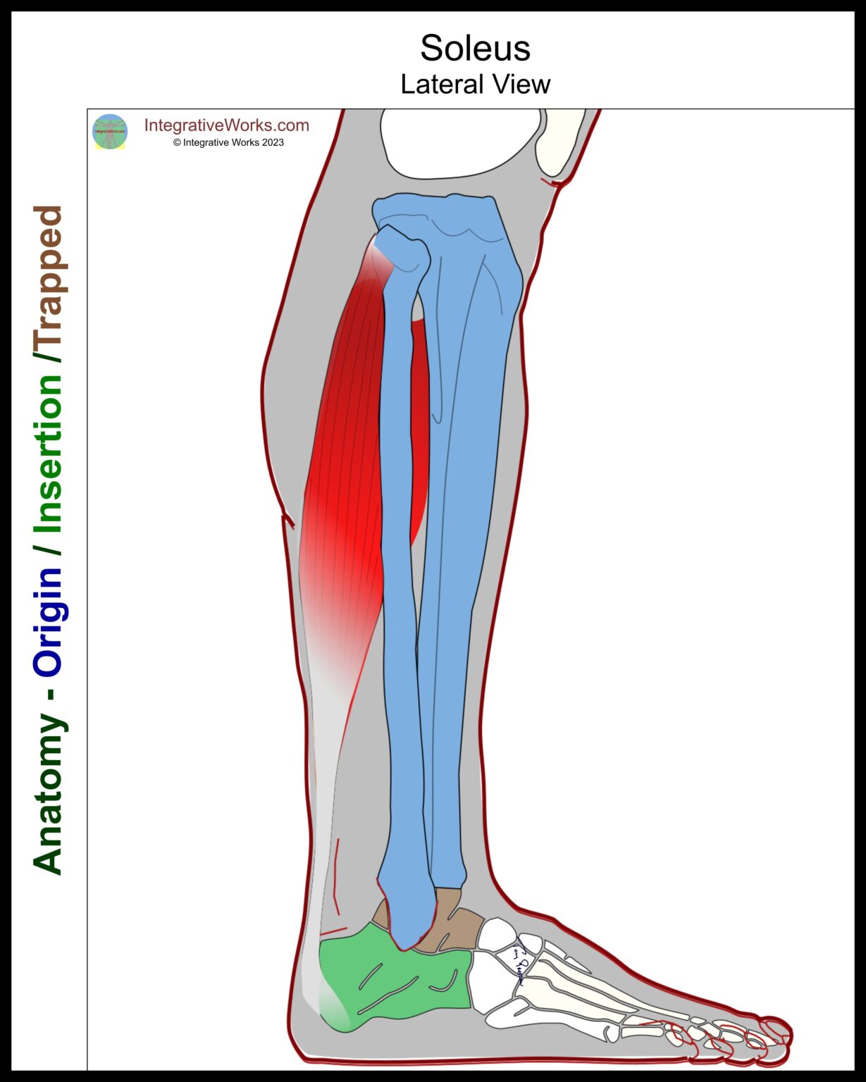 Soleus - Functional Anatomy - Integrative Works