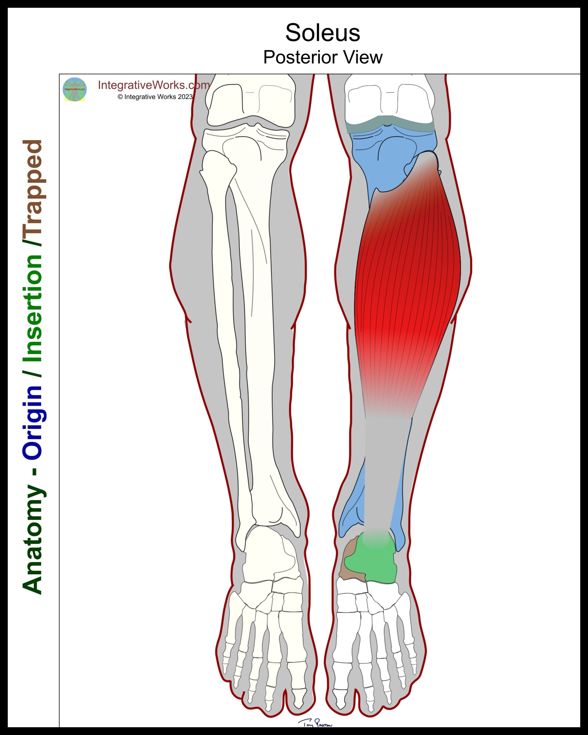 Soleus - Functional Anatomy - Integrative Works