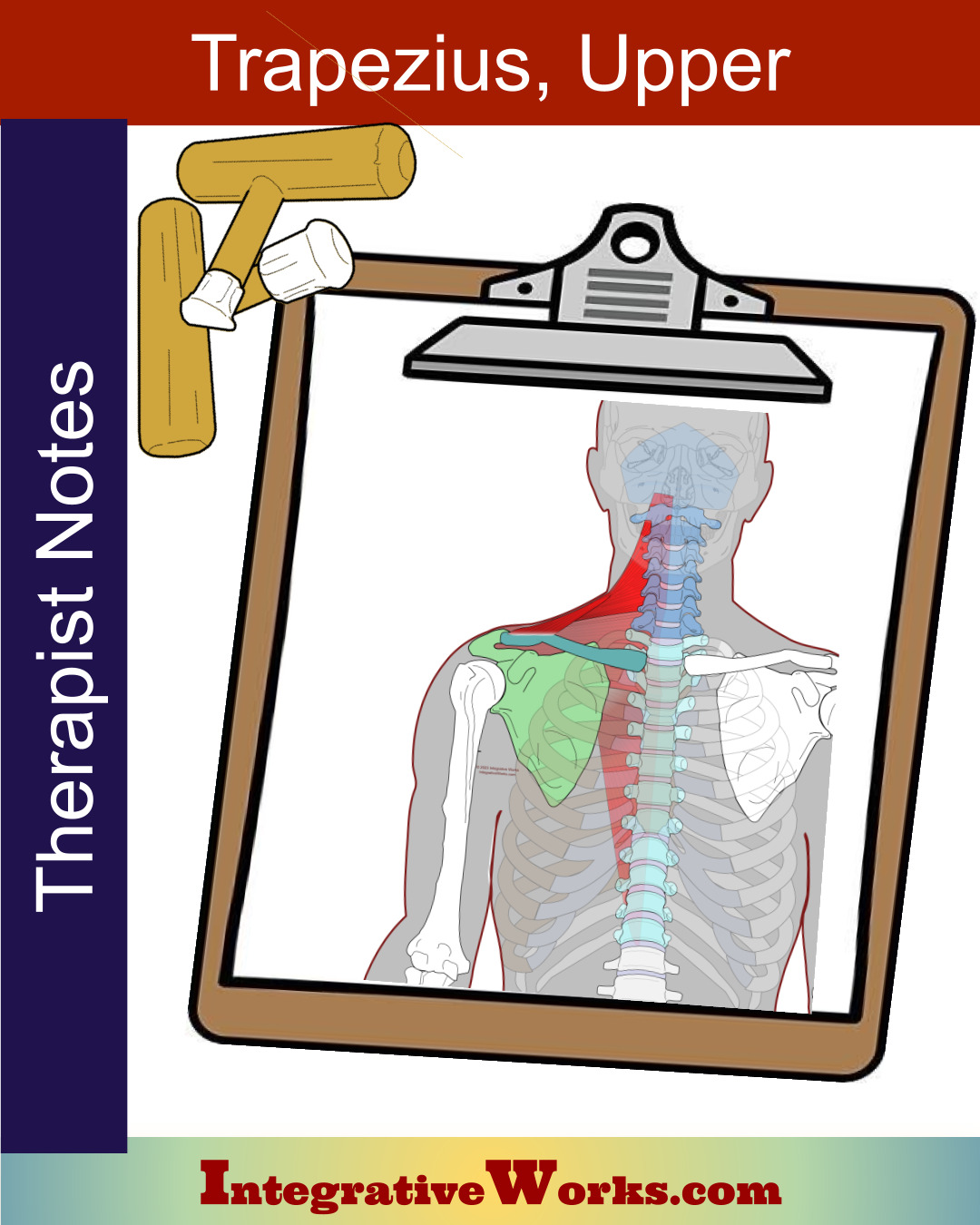 Upper Trapezius - Massage Therapy Notes - Integrative Works