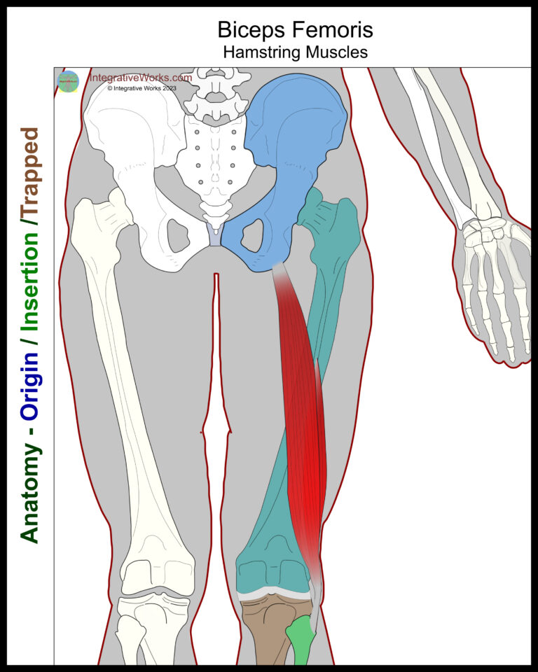 Biceps Femoris - Functional Anatomy - Integrative Works