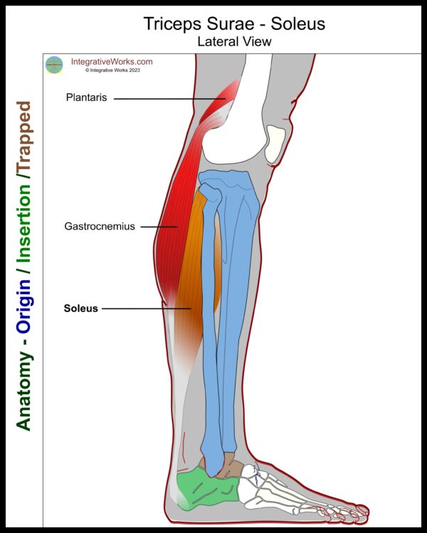 Soleus - Functional Anatomy - Integrative Works