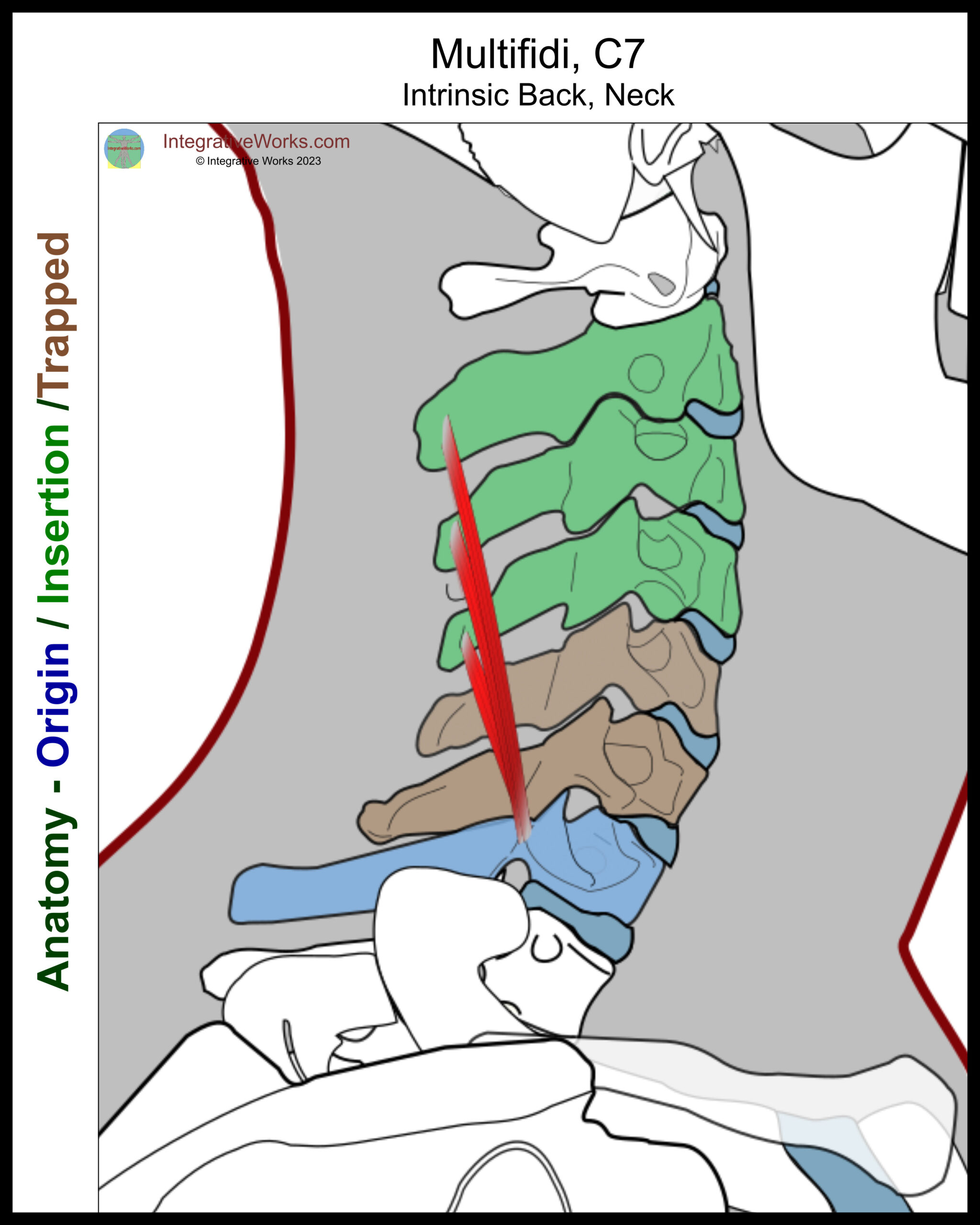 Rotatores and Multifidi - Functional Anatomy - Integrative Works