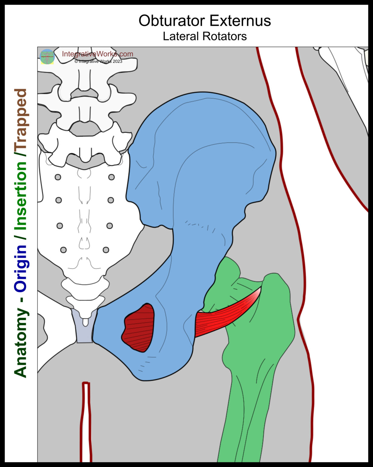 Obturator Externus - Functional Anatomy - Integrative Works