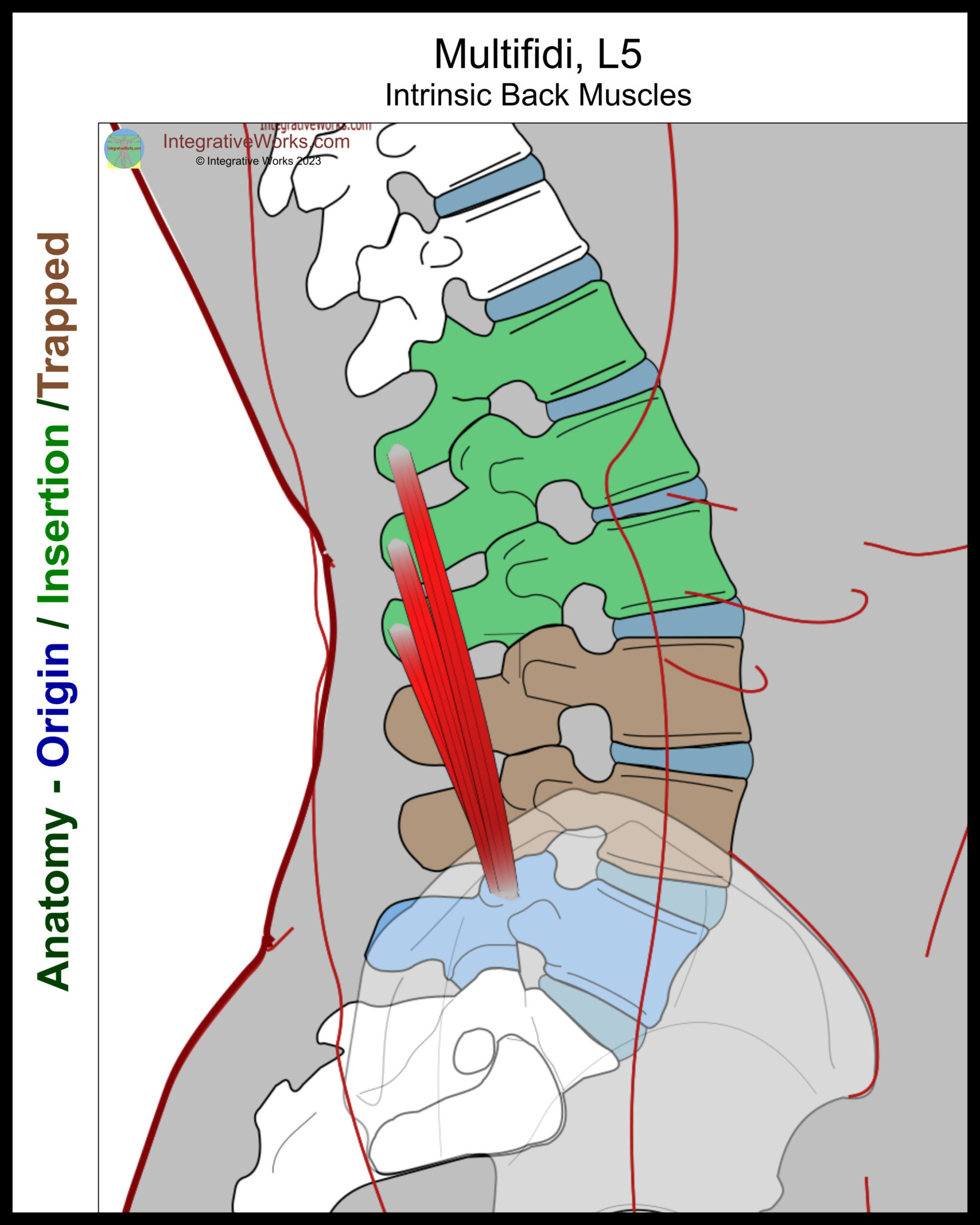 Rotatores and Multifidi - Functional Anatomy - Integrative Works