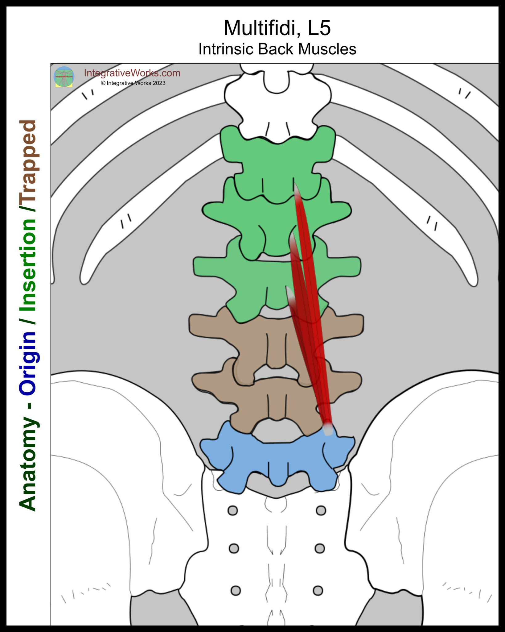 Rotatores and Multifidi - Functional Anatomy - Integrative Works